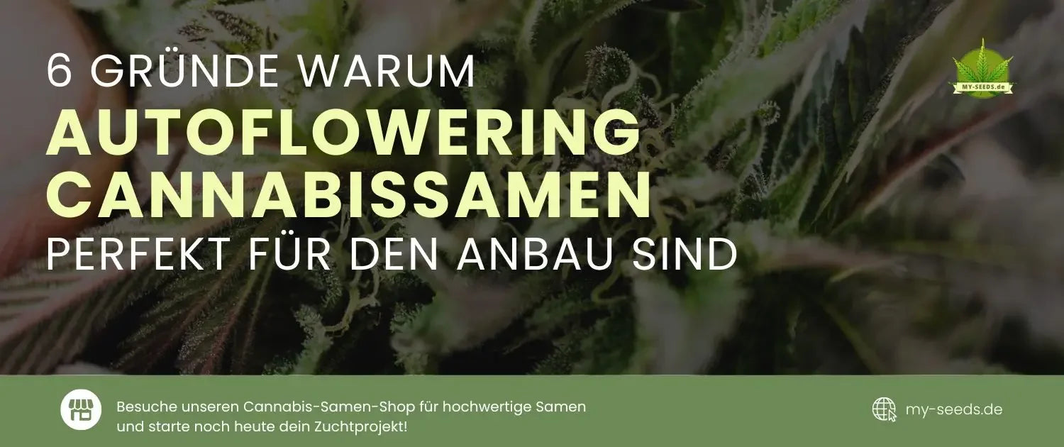 6 Gründe, warum Autoflower-Samen ideal für den Anbau sind – My-Seeds.de