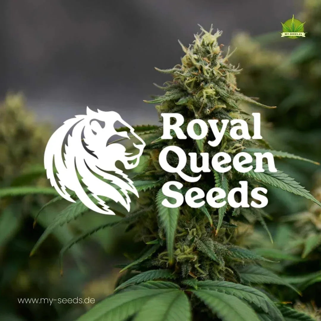 Royal Queen Seeds Samen kaufen – MySeeds.de