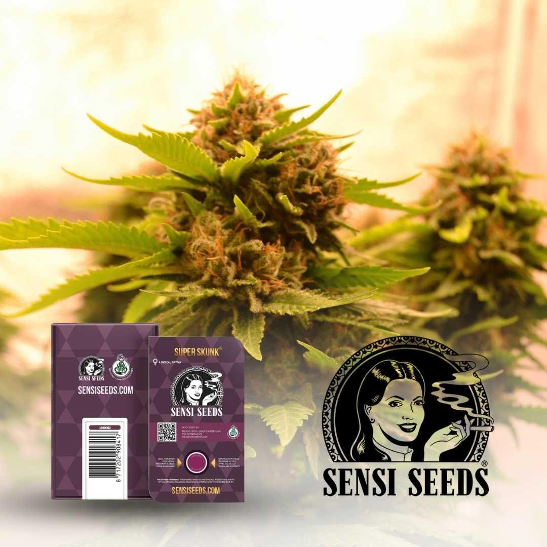Sensi Seeds Original Samen kaufen – MySeeds.de
