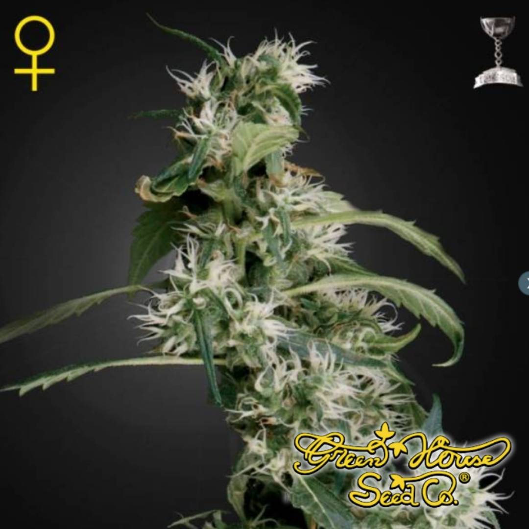 Arjan's Ultra Haze 2 Samen | Green House Seed – MySeeds.de