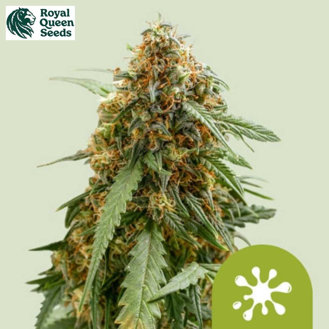 Auto Sticky Queen Samen Kaufen | Royal Queen Seeds – MySeeds.de
