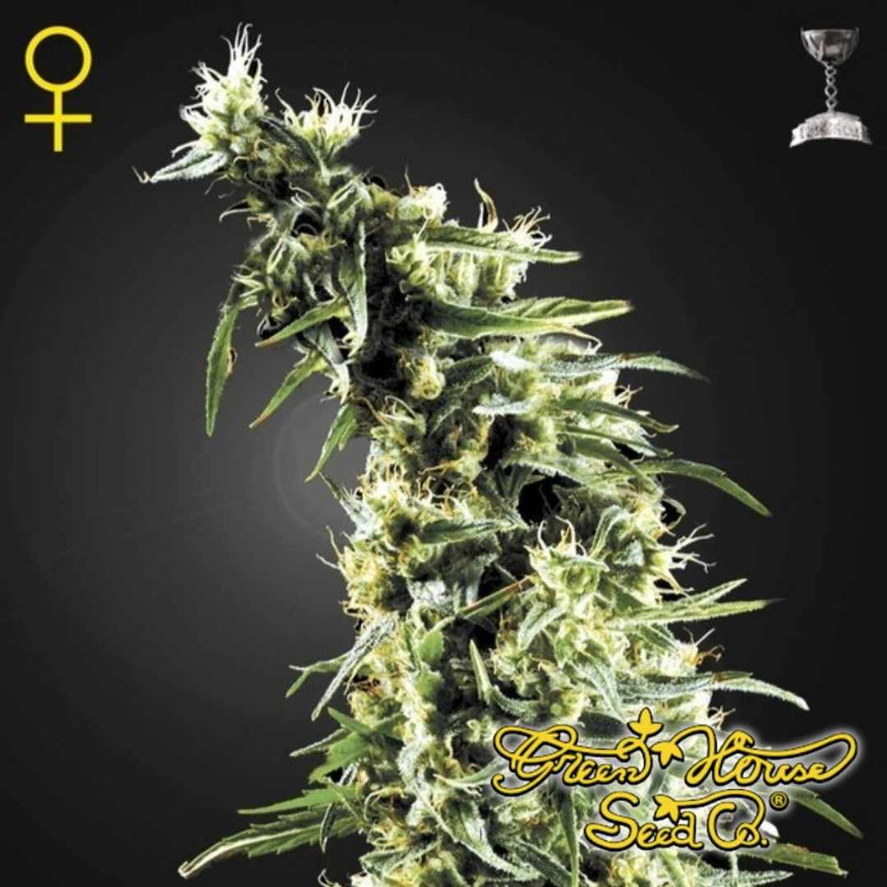 Hawaiian Snow Samen kaufen | Green House Seed – MySeeds.de