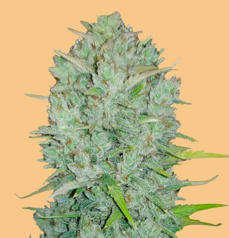 Fast Buds bei MySeeds | Cannabissamen – MySeeds.de