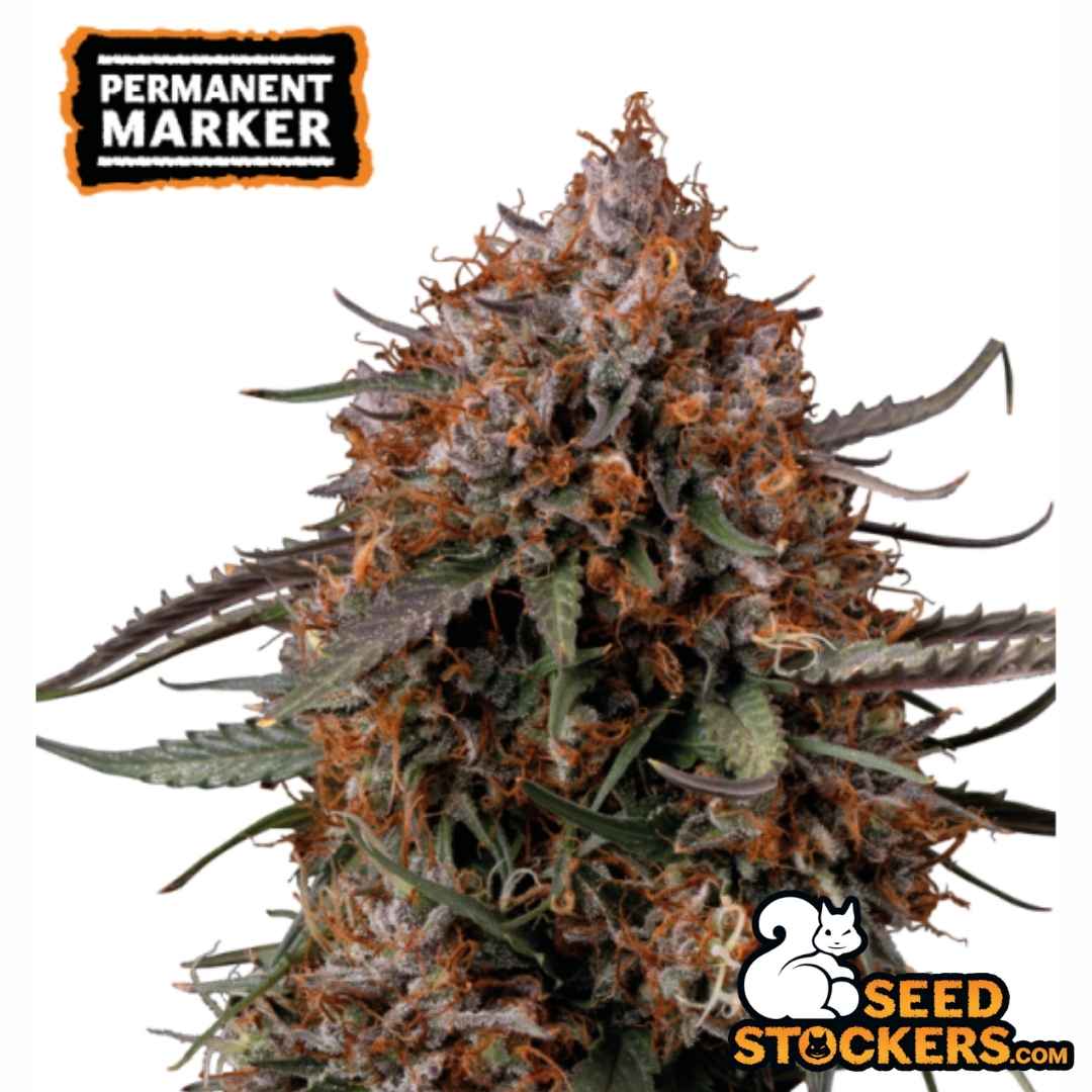 Permanent Marker Samen kaufen | Seedstockers – MySeeds.de