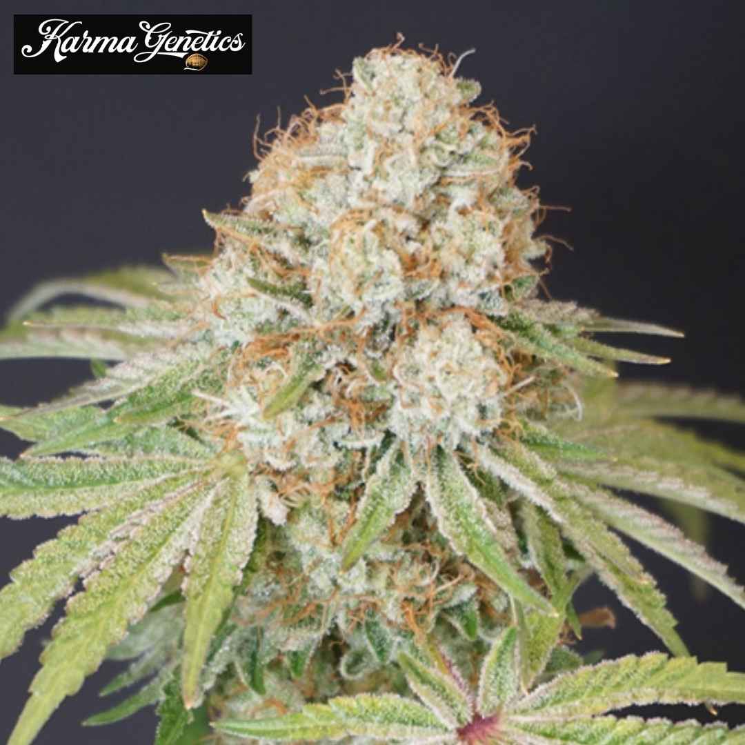 Rocky Melon Karma Genetics Feminisierte – MySeeds.de