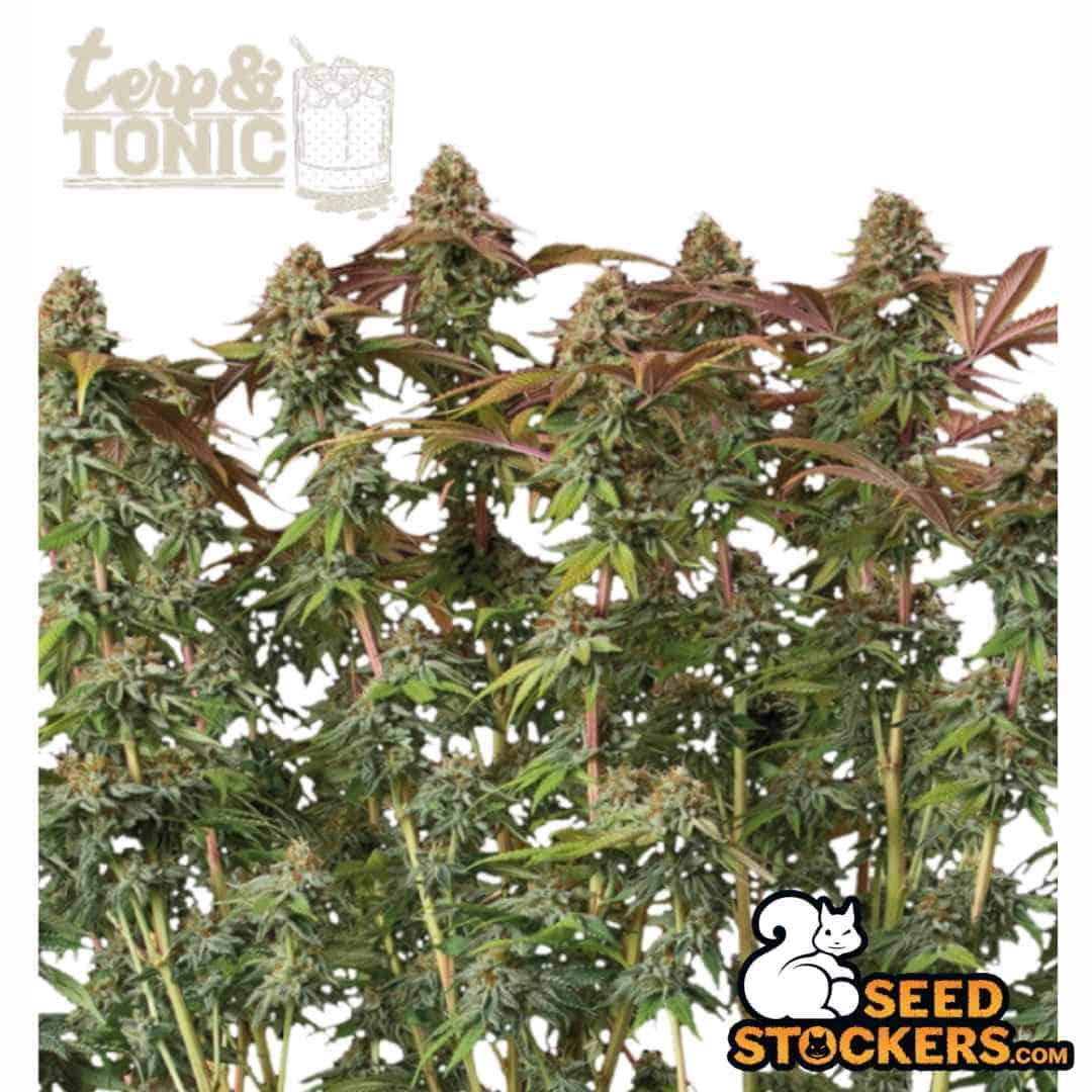 Auto Terp & Tonic Samen kaufen | Seedstockers – MySeeds.de