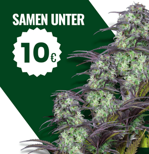 Cannabis Samen kaufen Deutschland – Page 140 – MySeeds.de