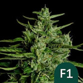 Top 10 Autoflower Samen für deutsche Grower – MySeeds.de